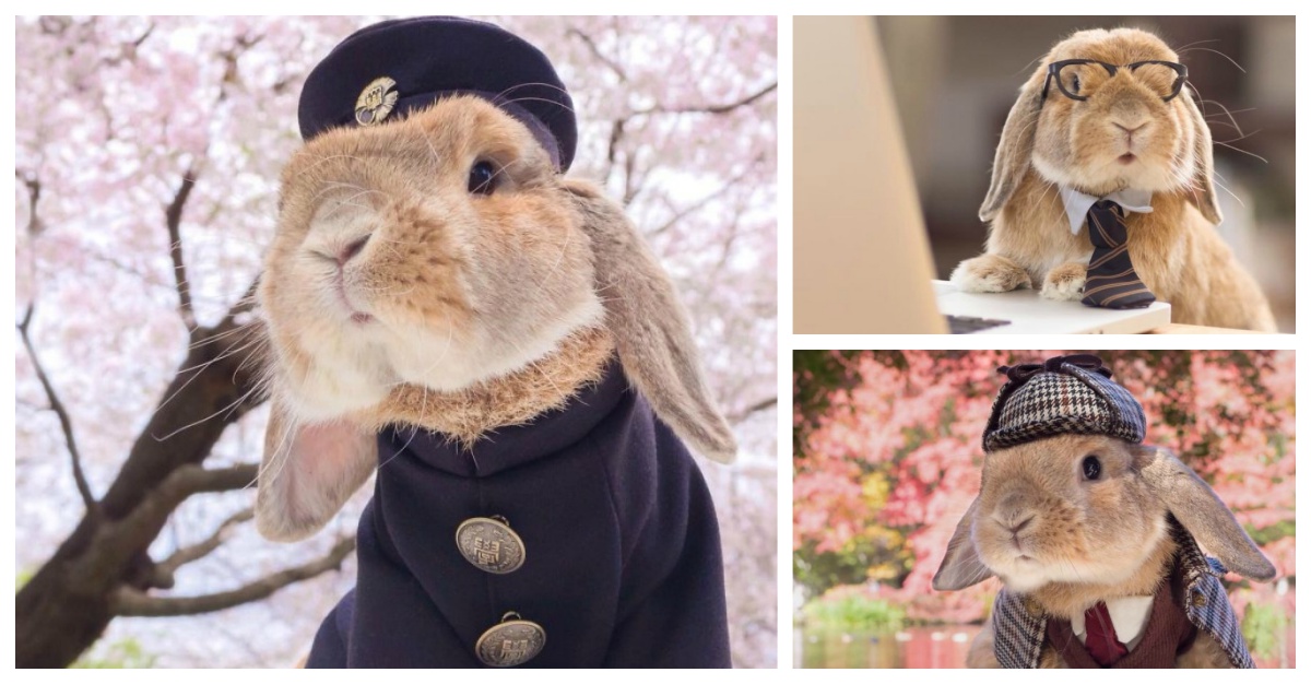 Te Presentamos A Puipui El Conejo Más Adorable Y Con Más Estilo Del ...