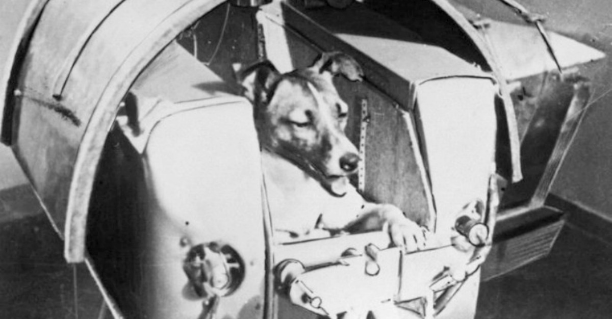 En 1957 Un Perro Fue El Primer Animal En Viajar Al Espacio Luego De Un ...