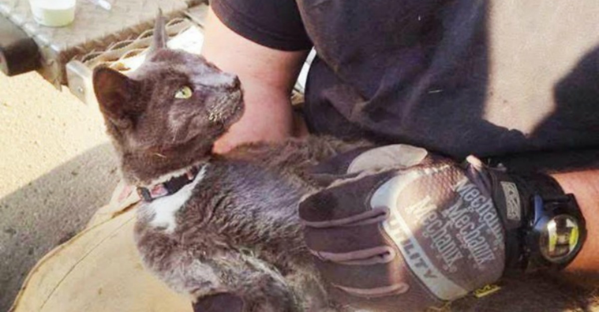 Gato Se Esconde En Increíble Lugar Para Escapar De Feroz Incendio | Tronya