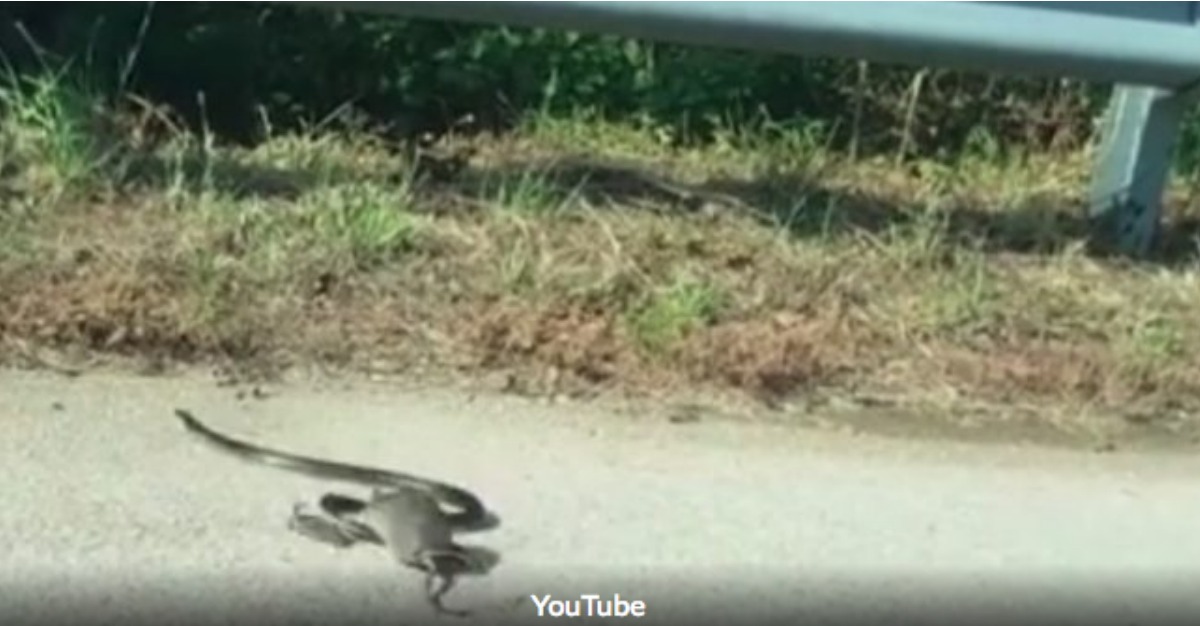 Rata Se Tranza En Una Increíble Pelea Con Una Serpiente Para Salvar A ...
