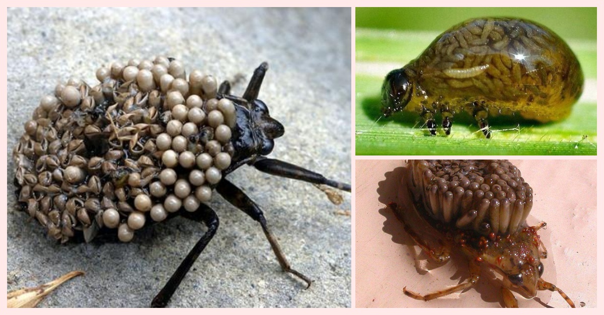 14 Bichos Asquerosos Y Aterradores ¡No Apto Para Estómagos Sensibles ...