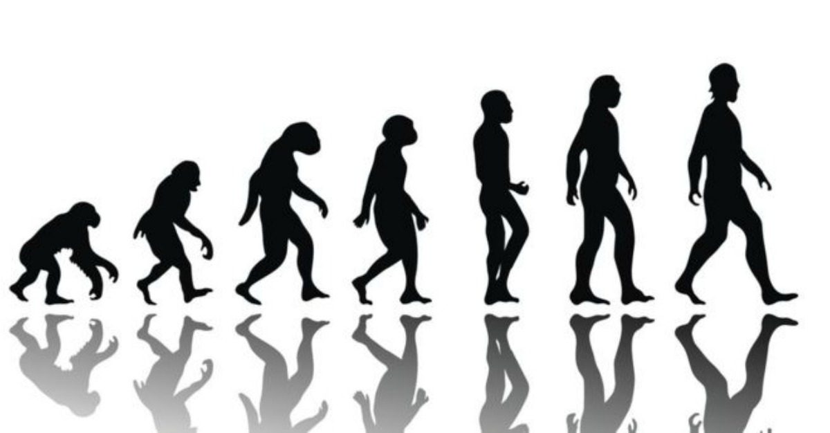Evolución Humana