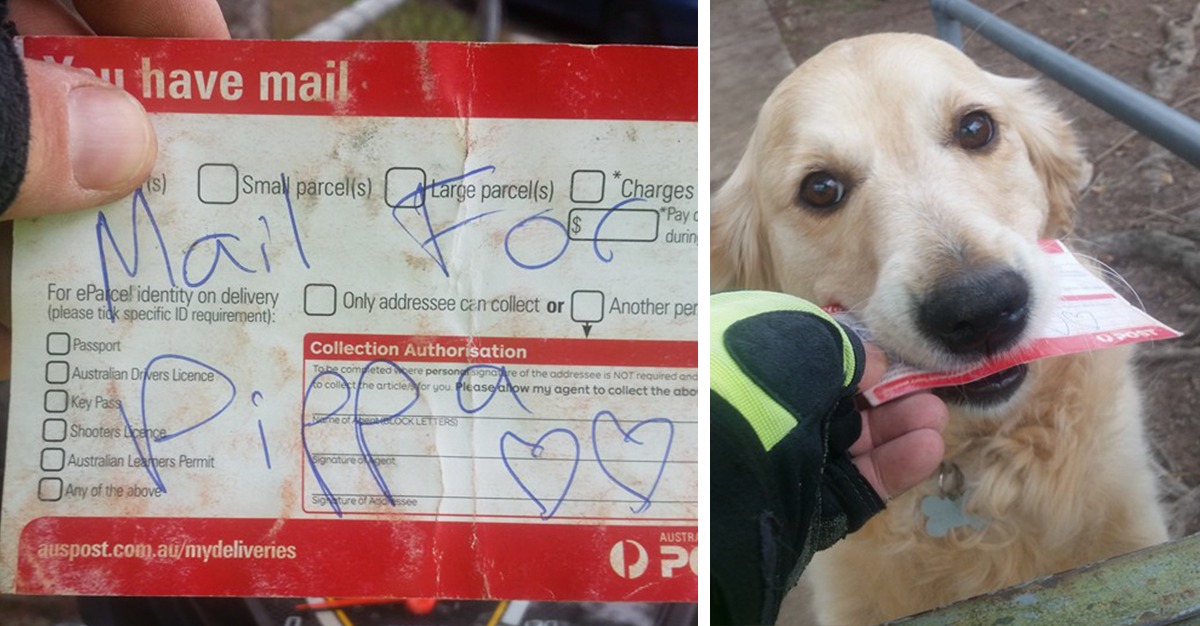 A Este Perro Le Encanta Recibir El Correo Y El Cartero Le Escribe ...