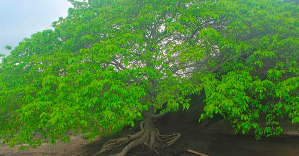 Este Misterioso "Árbol De La Muerte" Es Considerado El Más Peligroso ...