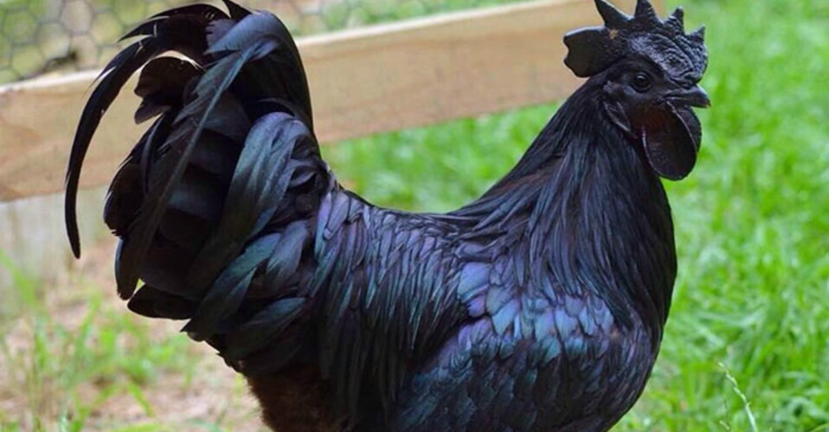 Encuentran Gallo Completamente Negro, Desde Las Plumas Hasta Los Huesos ...