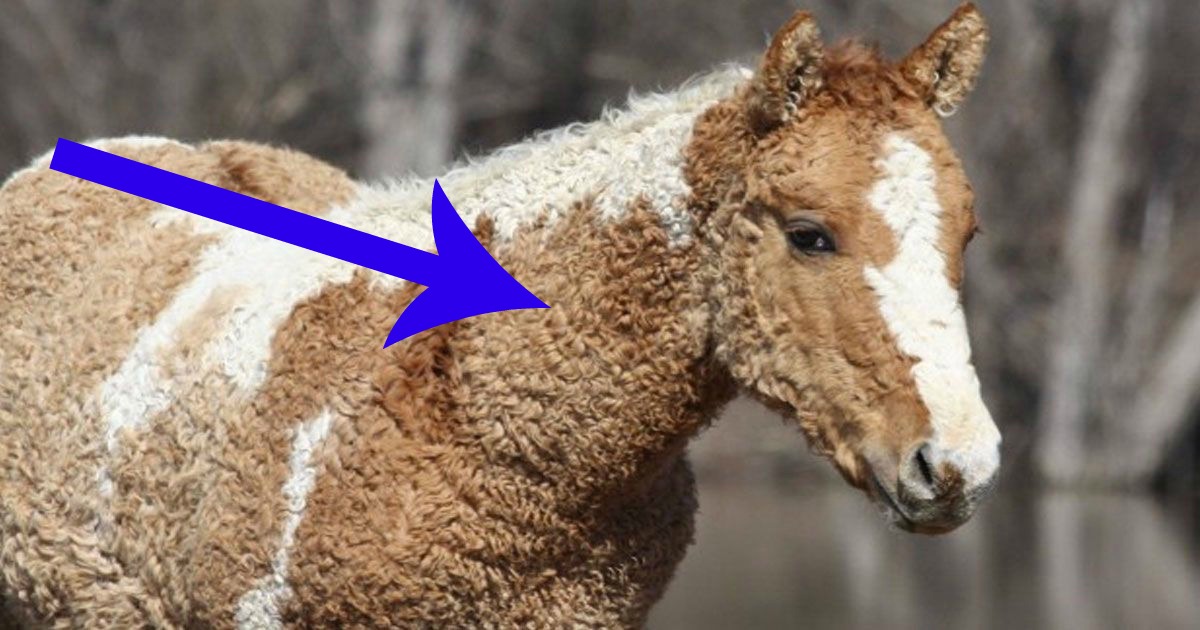 Caballos Con Pelo Ondulado. Estas Son 10 Razones Que Los Hacen ...
