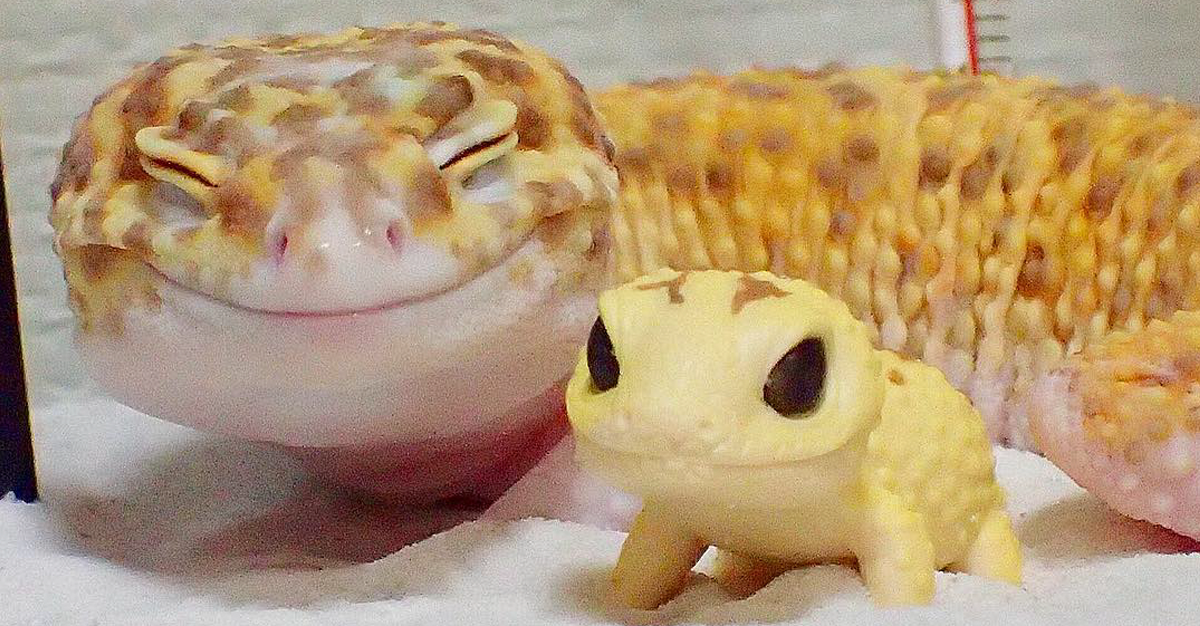 Este Tierno Gekko No Puede Dejar De Sonreír Cuando Está Junto A Su ...