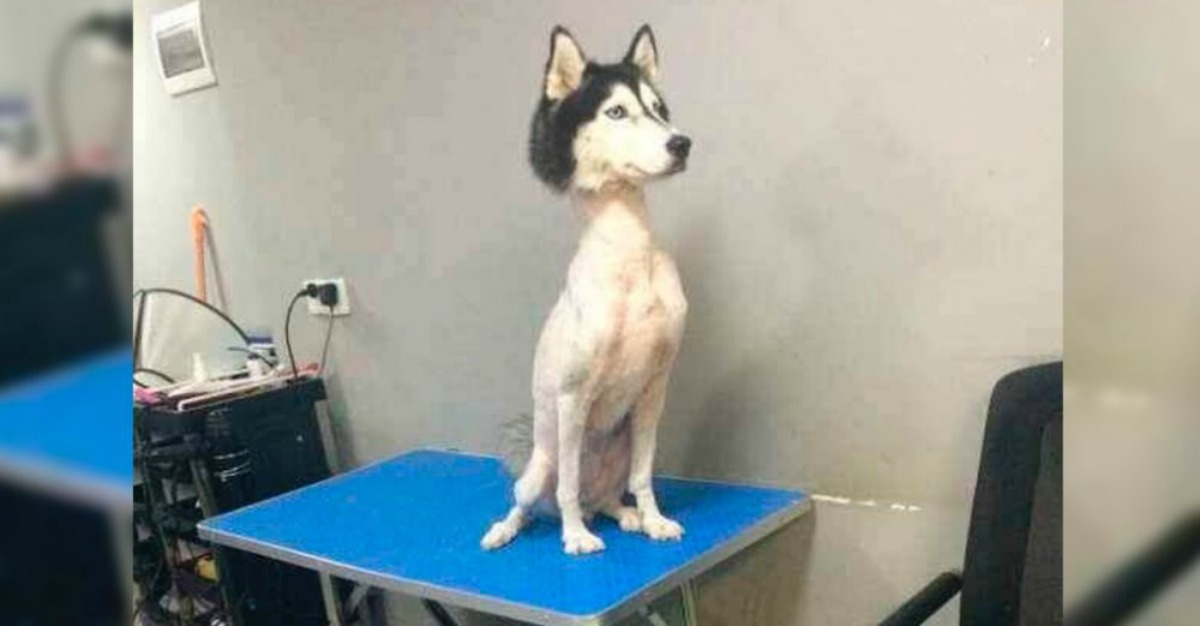 Este Perro Rapado Se Ve Divertido, Pero No Sabes El Daño Que Le ...