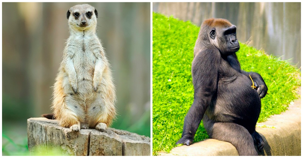 Estas Fotos De Hembras Del Reino Animal Esperando A Sus Crías Te ...